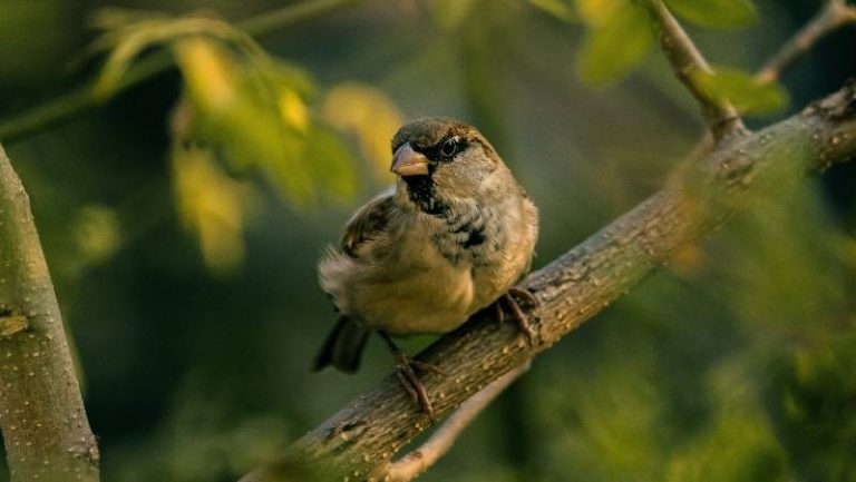 Церковь России 4 мая 2025 года почитает День памяти мученика Прокула ...