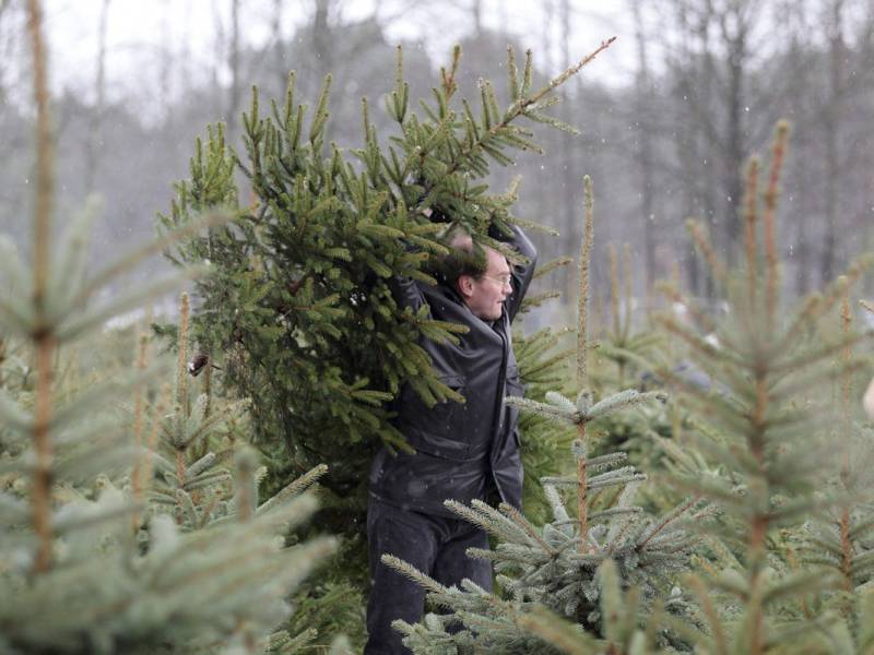 Как утилизируют новогодние елки в городах России